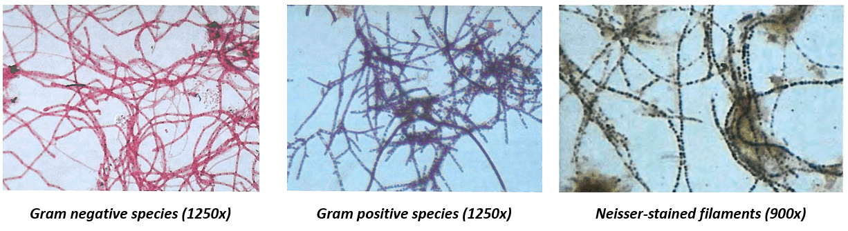 Nereda biowatch: visual language of aerobic granular sludge | Haskoning