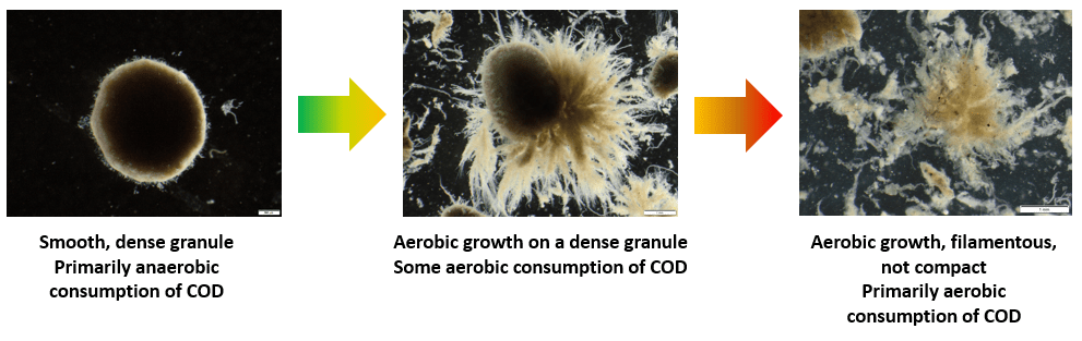 Nereda biowatch: visual language of aerobic granular sludge | Haskoning