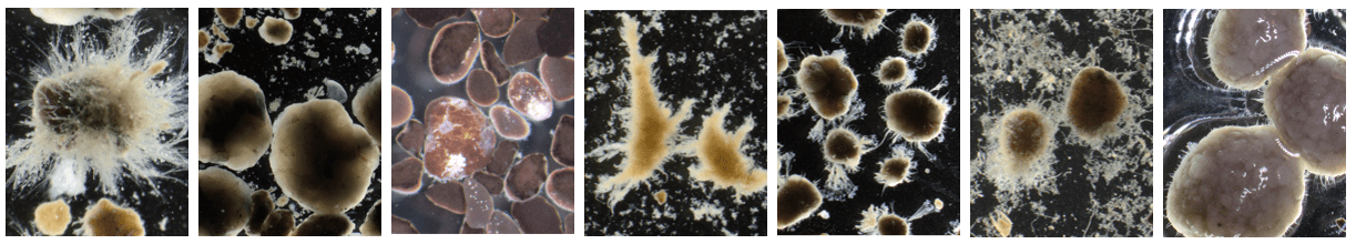 Nereda biowatch: visual language of aerobic granular sludge | Haskoning